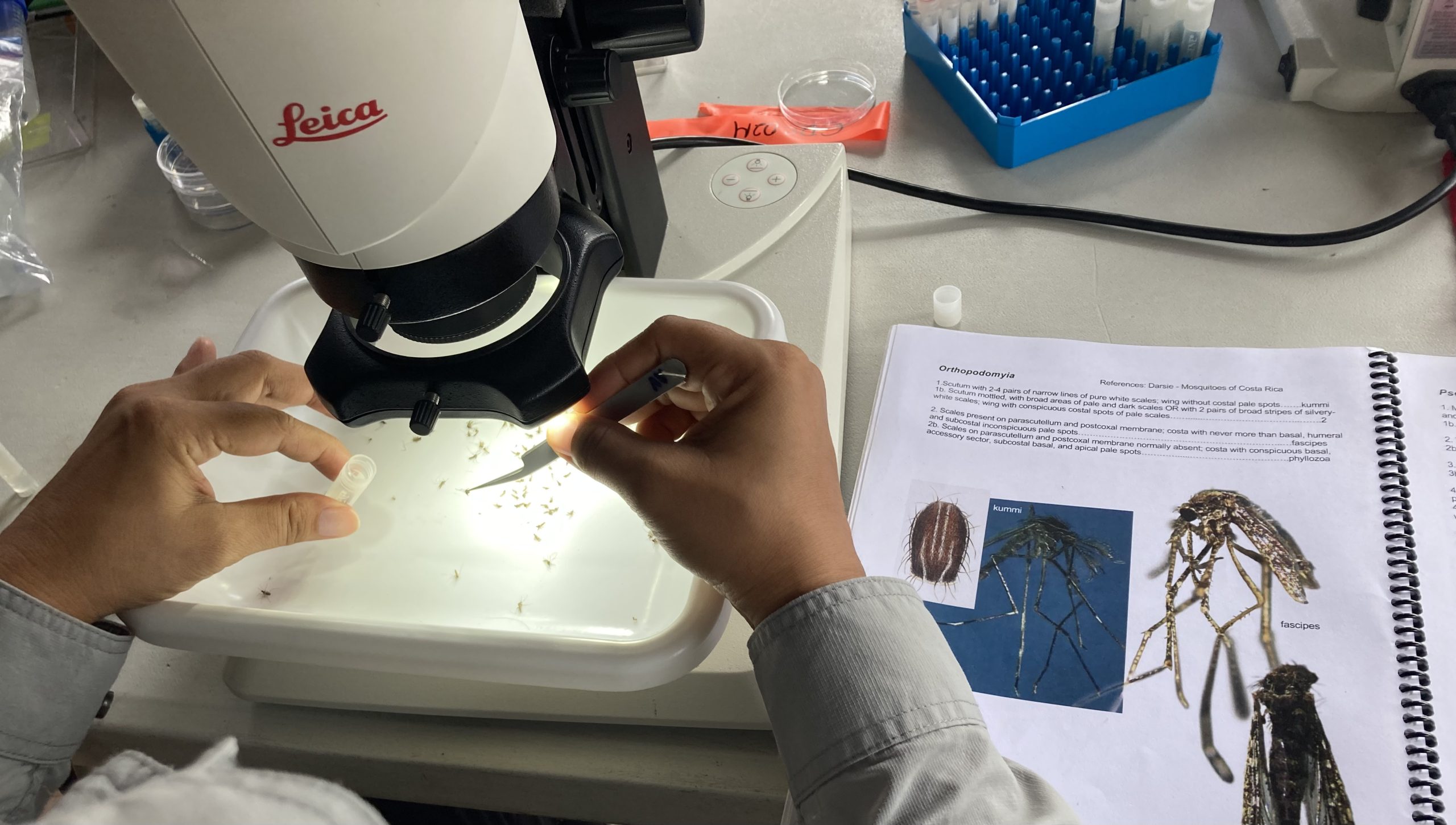 ENTOMOLOGÍA MÉDICA – Instituto Conmemorativo Gorgas de Estudios de la Salud